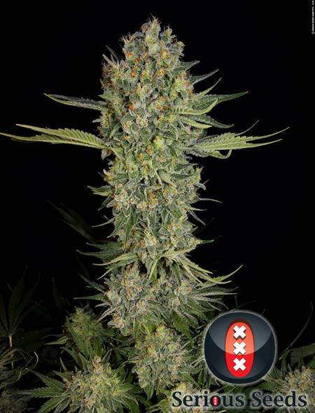 Serious Kush Strain ® 🌱 Originally Bred by Serious Seeds