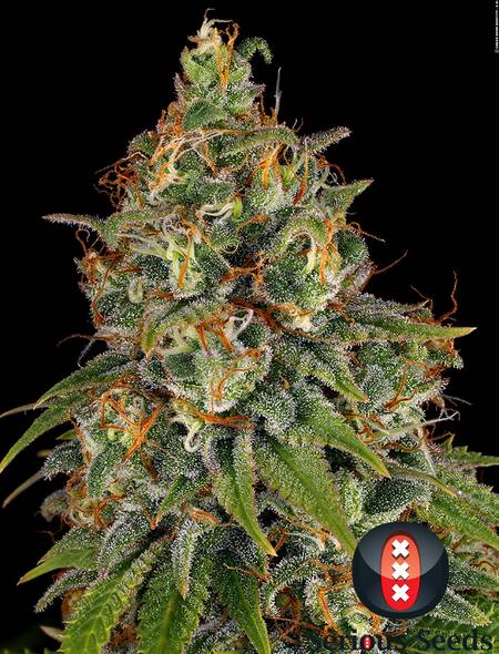 Strawberry AK Strain ® 🌱 Originally Bred by Serious Seeds