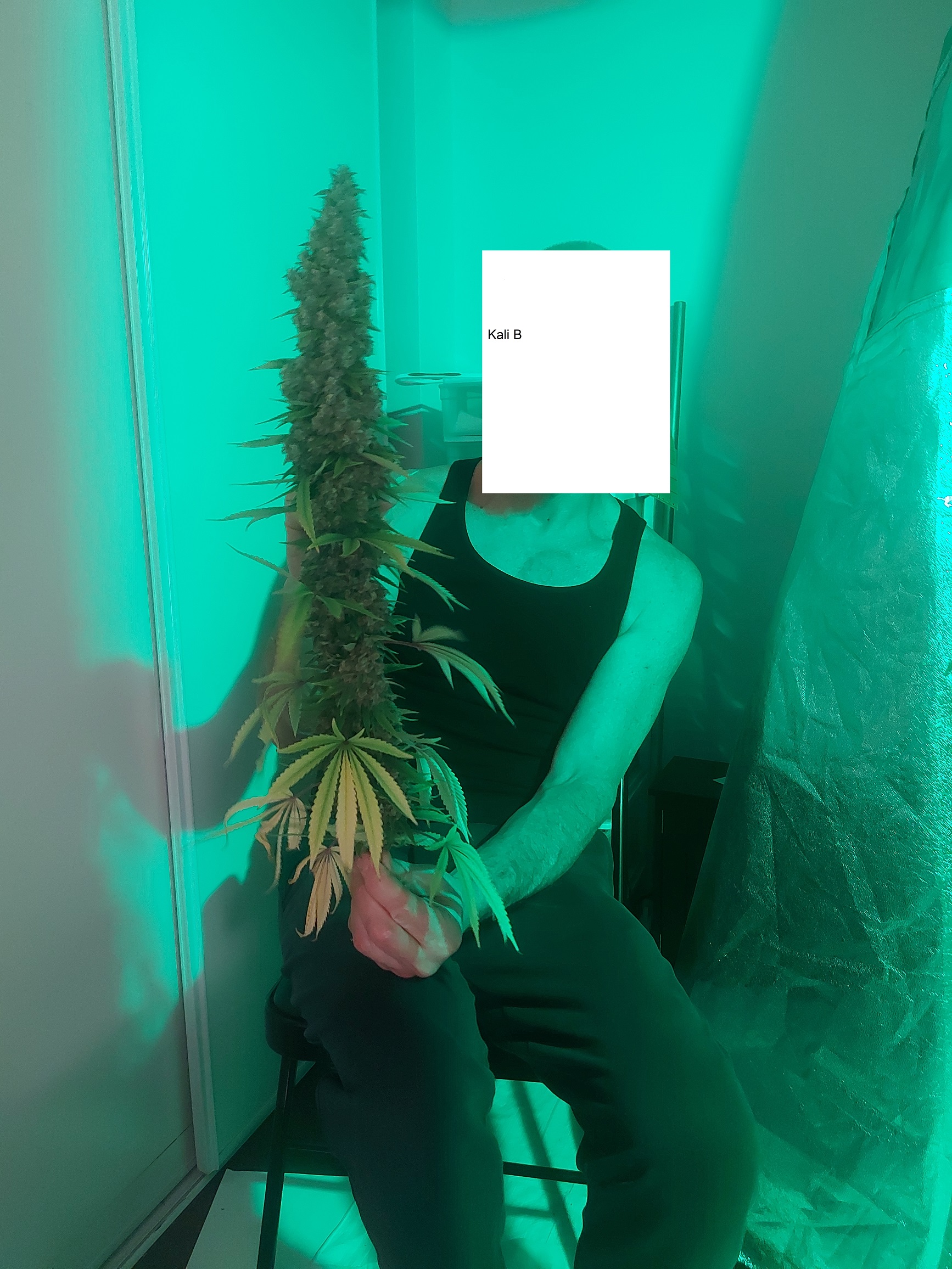Kali Mist Strain ® Originally Bred by Serious Seeds